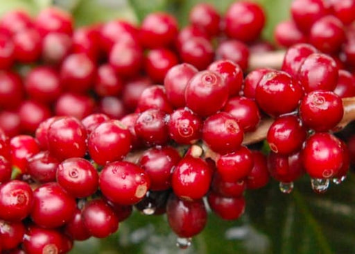 iconoclast coffee roasters — Iconoclast Coffee Roasters